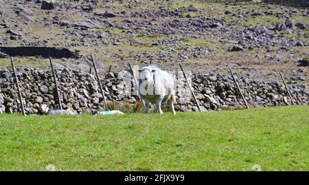 Sheep on a hillside field at Cockley Beck Farm, Cockley Beck, Duddon ...
