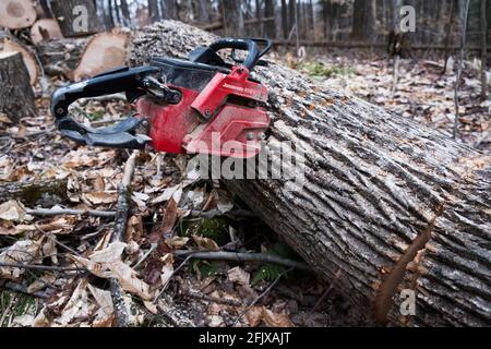 Eastern white ash tree being cut up for fire wood in Vermont, New ...