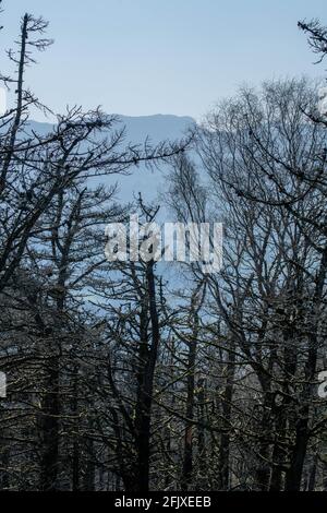 Awesome view of green trees growing on top of rock in the Tianzi ...