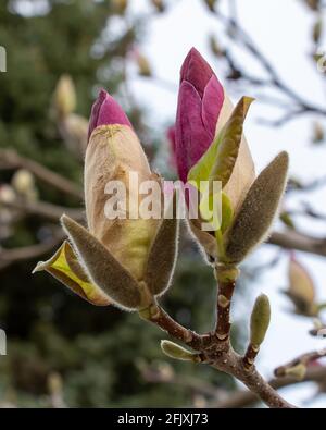Magnolia Flower Buds Stock Photo - Alamy