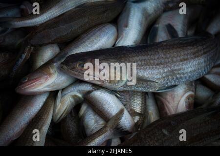 Close up shot of wanieso lizard fish for sale in the fish market Stock ...