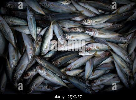 A fresh fish meal of Indian mackerel and shrimps at Dubai fish souq ...