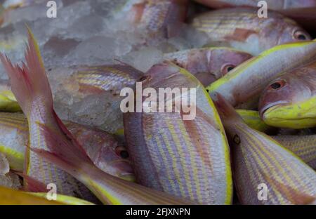 Northern red snapper fish close up shot,kept in ice to maintain ...