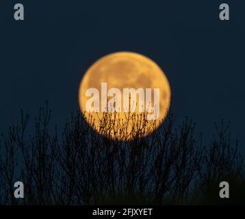 The full pink supermoon sets behind the minarets on the University of ...