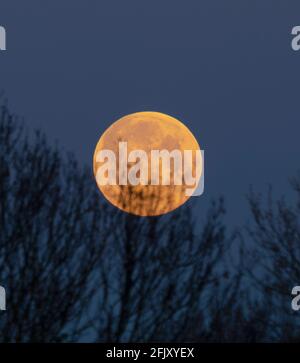 The full pink supermoon sets behind the minarets on the University of ...