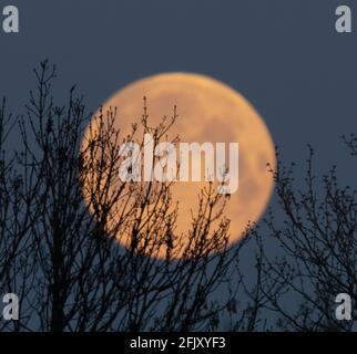 The full pink supermoon sets behind the minarets on the University of ...