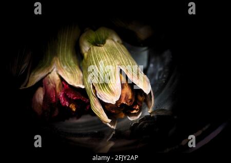 Wilted pink carnation flowers isolated on the black background Stock ...