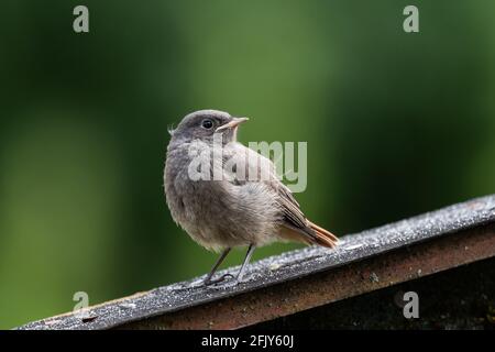 Young birds fledglings learn to fly Stock Photo - Alamy