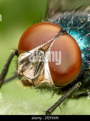 The common green bottle fly, blowfly, with brilliant green, blue and ...