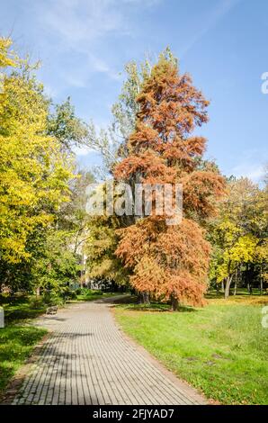 Autumn trees in one of the parks in the city of Novi Sad - Serbia Stock ...