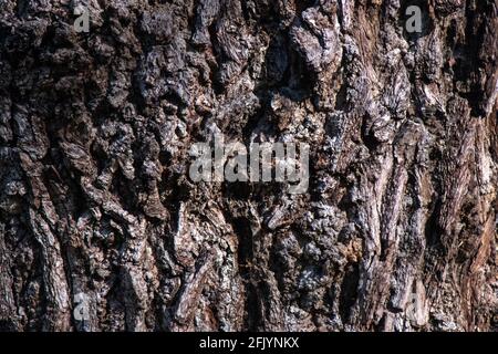 Fissures, grooves and growths in close up of old tree trunks with ...