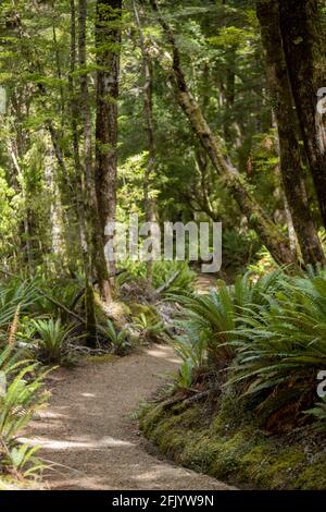 Hiking trail, Kepler Track, Great Walk, mountain landscape with grass ...