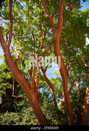 Strawberry tree - evergreen tree with rich orange-red bark Stock Photo ...