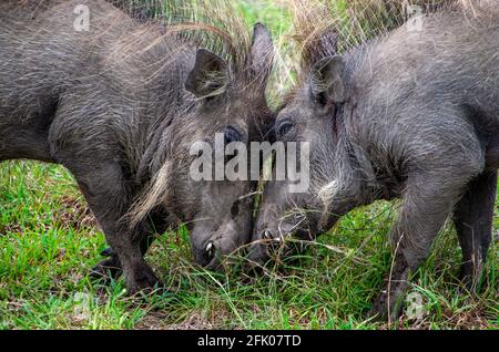Two Common warthog portrait fighting face to face in greater Kruger ...