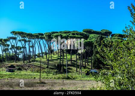 Castel di Decima castle, Nature Reserve di Malafede Decima; Rome; Lazio ...