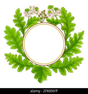 crambe plant frame on color background Stock Vector Image & Art - Alamy