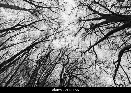 Temperate oak tree forest in winter Stock Photo - Alamy