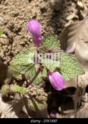 Closeup shot of purple lamb flowers Stock Photo - Alamy
