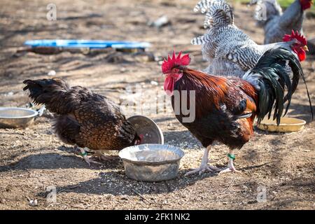 Dorking hen, old english chicken breed Stock Photo - Alamy