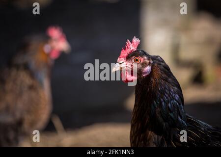 Dorking hen, old english chicken breed Stock Photo - Alamy