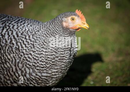 Young Amrock rooster Stock Photo - Alamy
