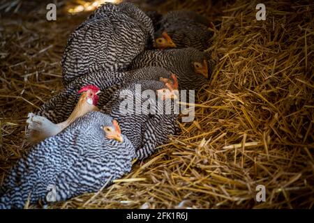 Group of young free range Amrock chickens Stock Photo - Alamy