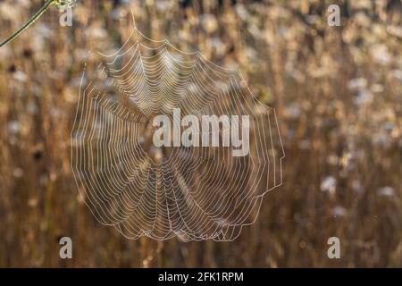 spider web stretched between branches in the garden Stock Photo - Alamy