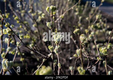 Branches with kidneys and young green leaves. Against the river in the ...
