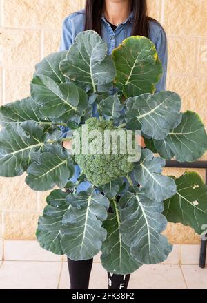 Healthy lifestyle. Girl holds broccoli and green vegetables in her ...