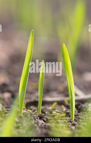 Sprouted barley background in close-up, malt making Stock Photo - Alamy