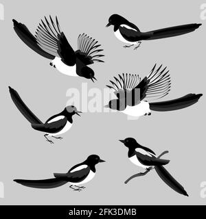 Traditional magpie. Cartoon flying bird, beautiful character of ...