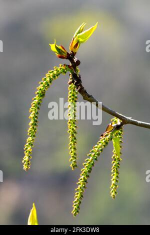 black poplar, balm of gilead, black cottonwood (Populus nigra), single ...