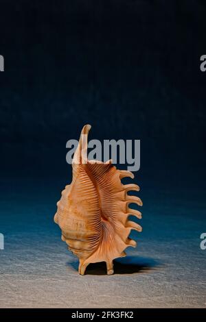 Seashell Conch, India, Asia Stock Photo - Alamy
