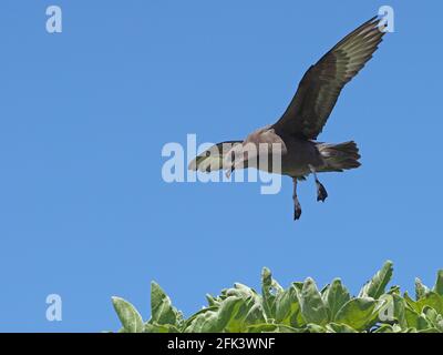 Murphy's petrel (Pterodroma ultima), in flight, French Polynesia Stock ...