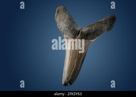 Shark teeth fossil from Barton Clay layers at Barton on Sea, The ...