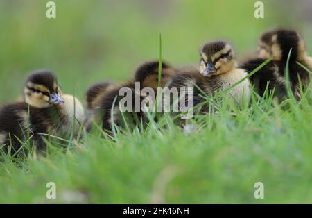 Eastleigh, Hampshire. 28th April 2021. UK Weather. Greylag geese and ...