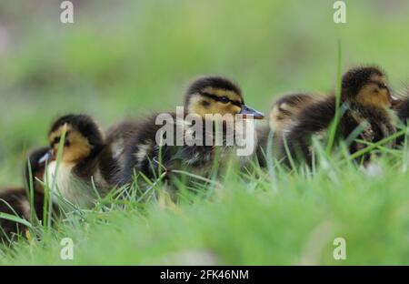 Eastleigh, Hampshire. 28th April 2021. UK Weather. Greylag geese and ...