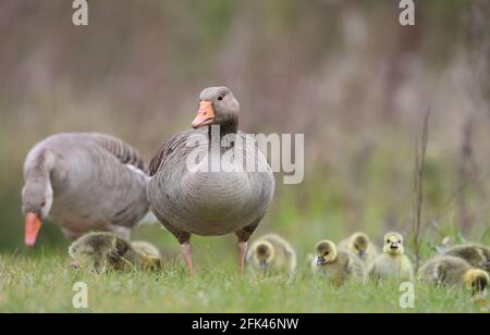 Eastleigh, Hampshire. 28th April 2021. UK Weather. Greylag geese and ...