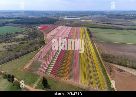 Hillington tulip fields, Norfolk Stock Photo - Alamy