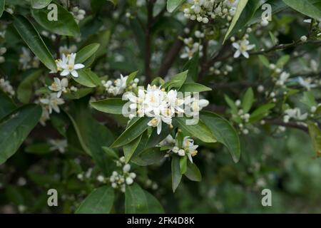 The orange blossom, citron blooming Stock Photo - Alamy