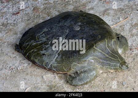 Indian narrow-headed softshell turtle, Chitra indica. Endangered. Found ...