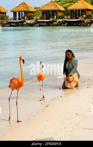 Aruba Beach with pink flamingos at the beach, a couple of men and women ...