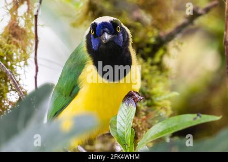 Inca jay, Cyanocorax yncas, single adult perched in tree in rain forest ...