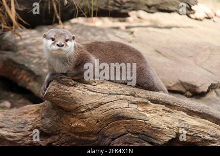otter in a zoo in adelaide (australia Stock Photo - Alamy