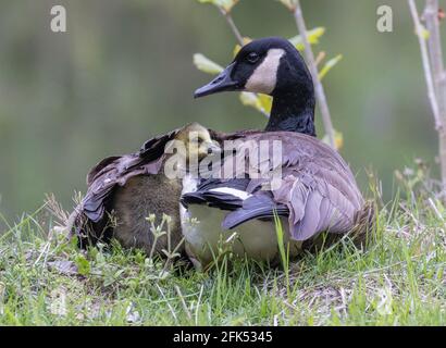 Canada Goose Sheltering Gosling under its Wing Stock Photo - Alamy