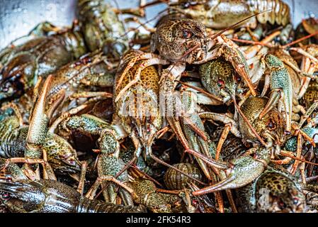 Plenty of fresh crayfish. Raw crayfish are plentiful. crawfish, closeup ...