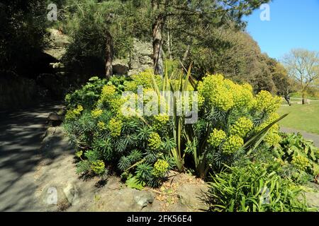 Plants in Lower Lees Coastal Park, Folkestone, Kent, England, United ...