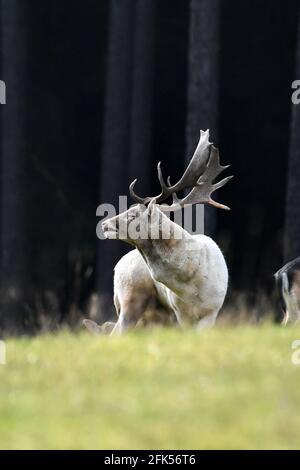 Damwild, Dama dama, deer, rutting season Stock Photo - Alamy