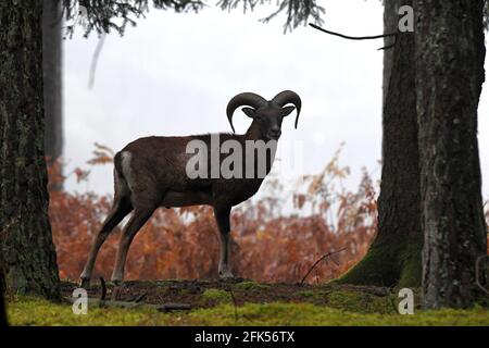Mountain sheep, horn-rimmed bearers, horns, muzzle spot, Mufflon ...