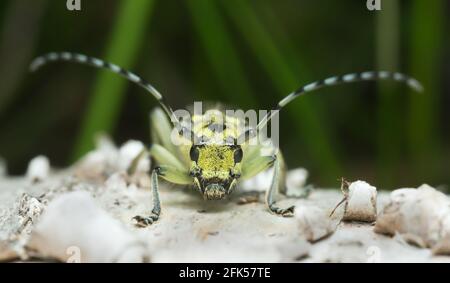 Ladder-marked Longhorn Beetle (Saperda scalaris Stock Photo - Alamy